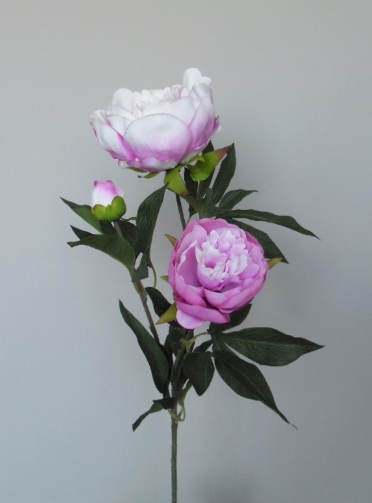 Pfingstrose – Seidenblüte – rosa weiß – Dekodreams Wolf