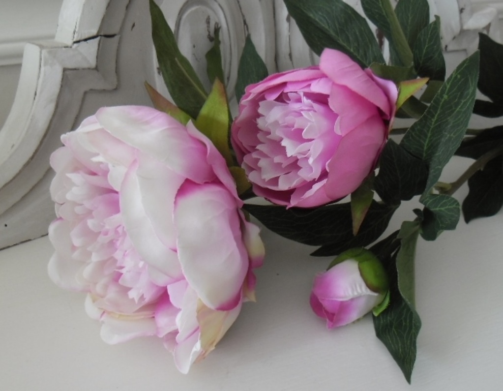 Pfingstrose – Seidenblüte – rosa weiß – Dekodreams Wolf